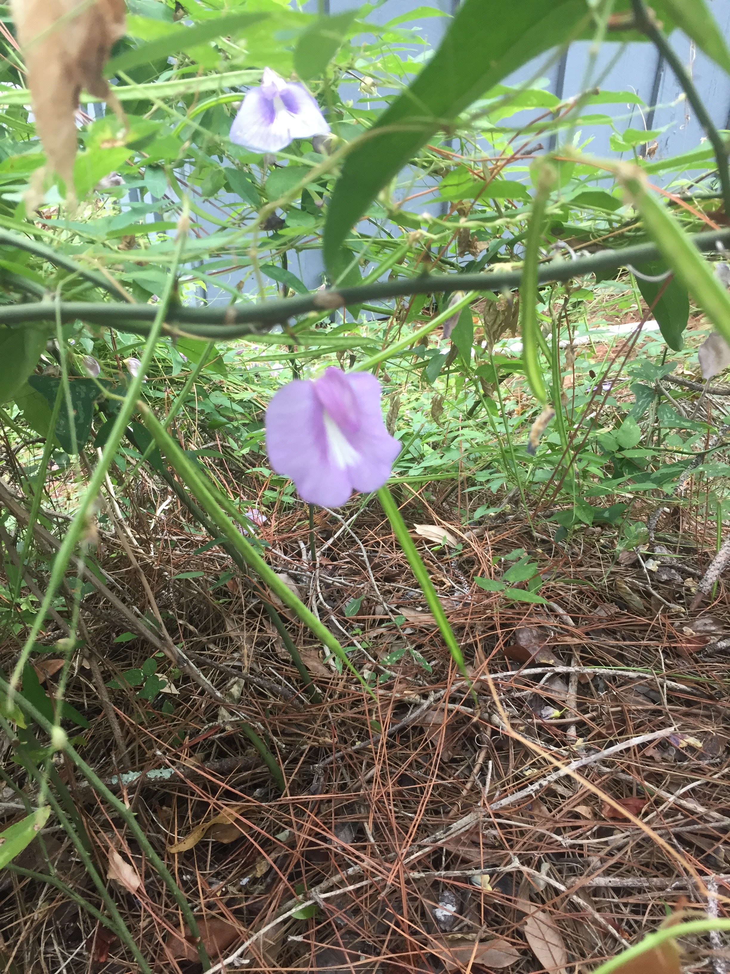 Wild peas - The Garden Blog