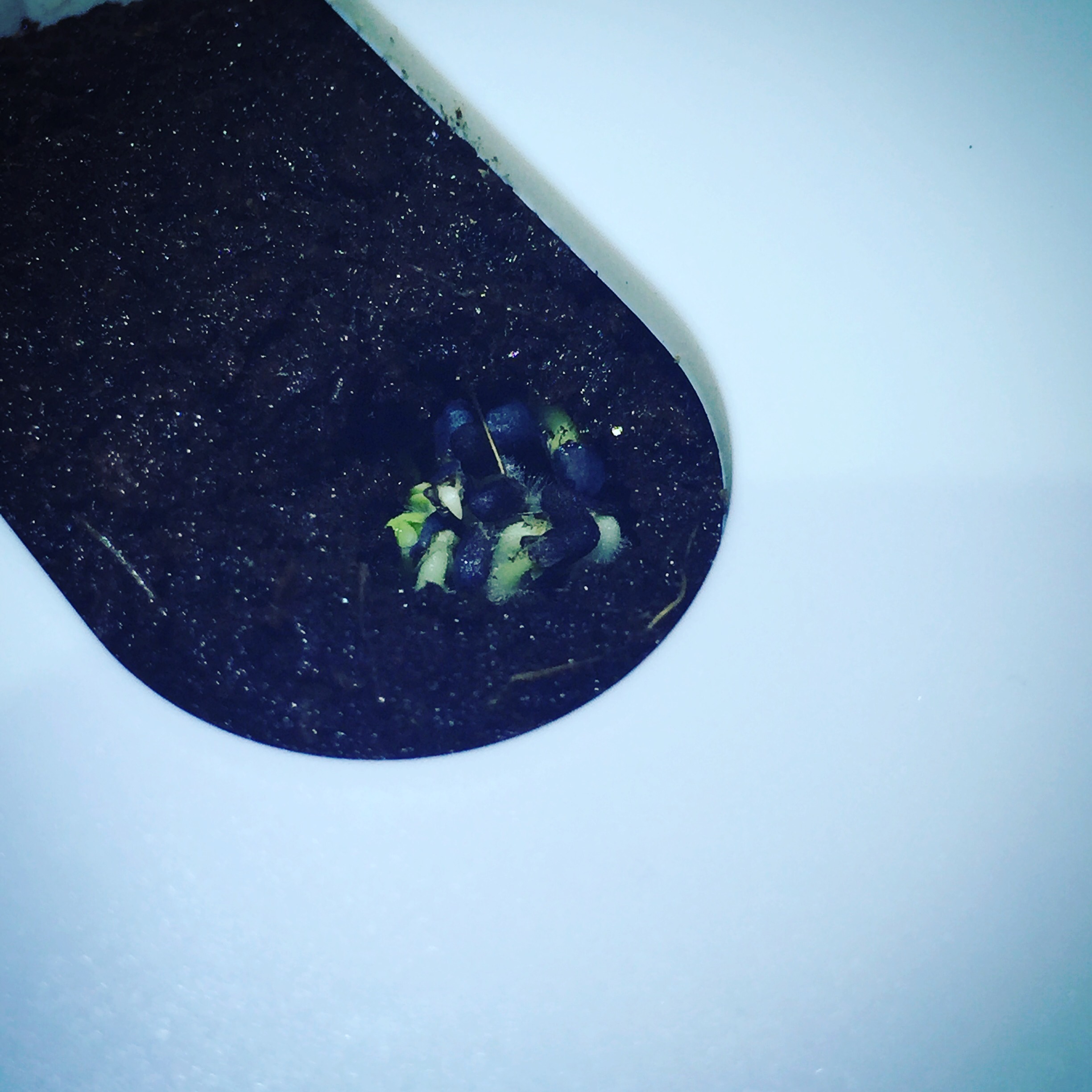 Basil sprouting - The Garden Blog